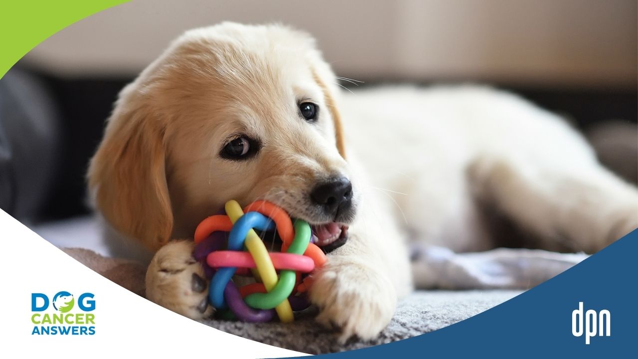 Dog Cancer Causes Hiding In Your Home | Lauren Trepanier, DVM, Ph.D ...