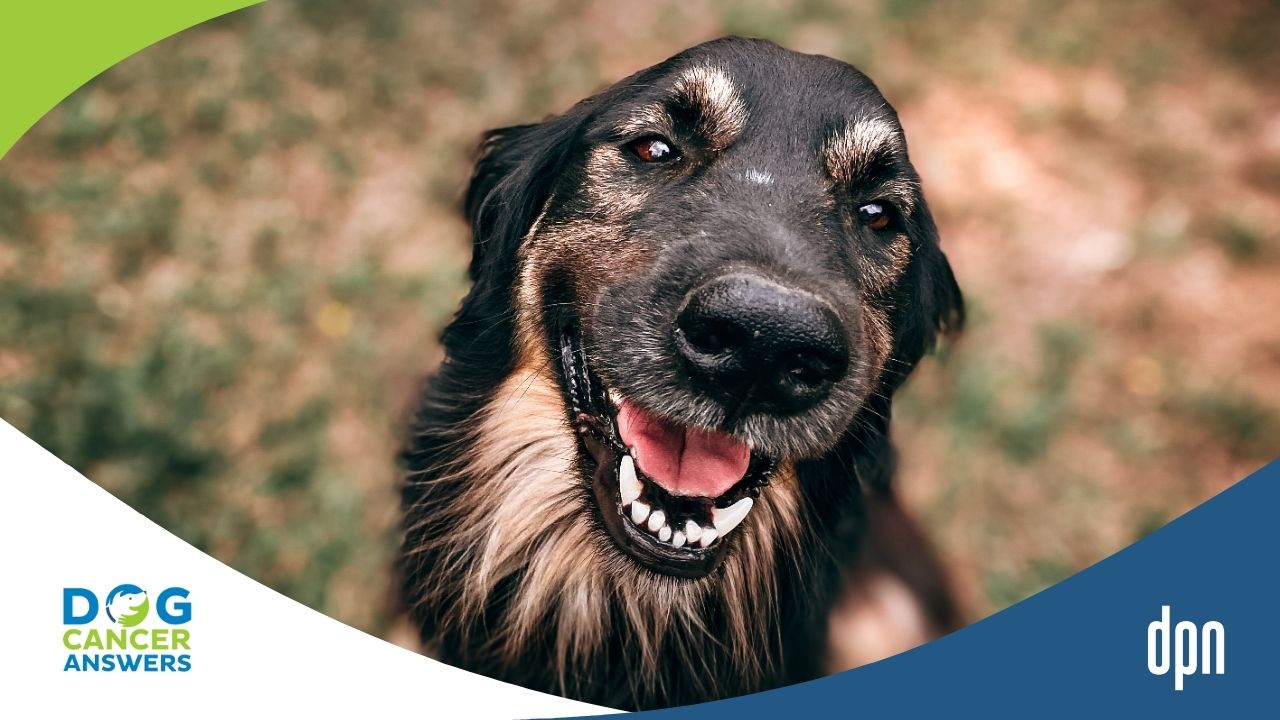 Make Your Dog Happier Today! Stress-Busting Tips for Dogs with and ...