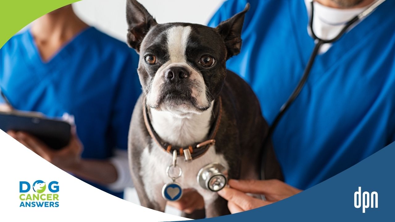 Decoding Dog Cancer Diagnosis: The Truth About Staging and Grading | Dr ...