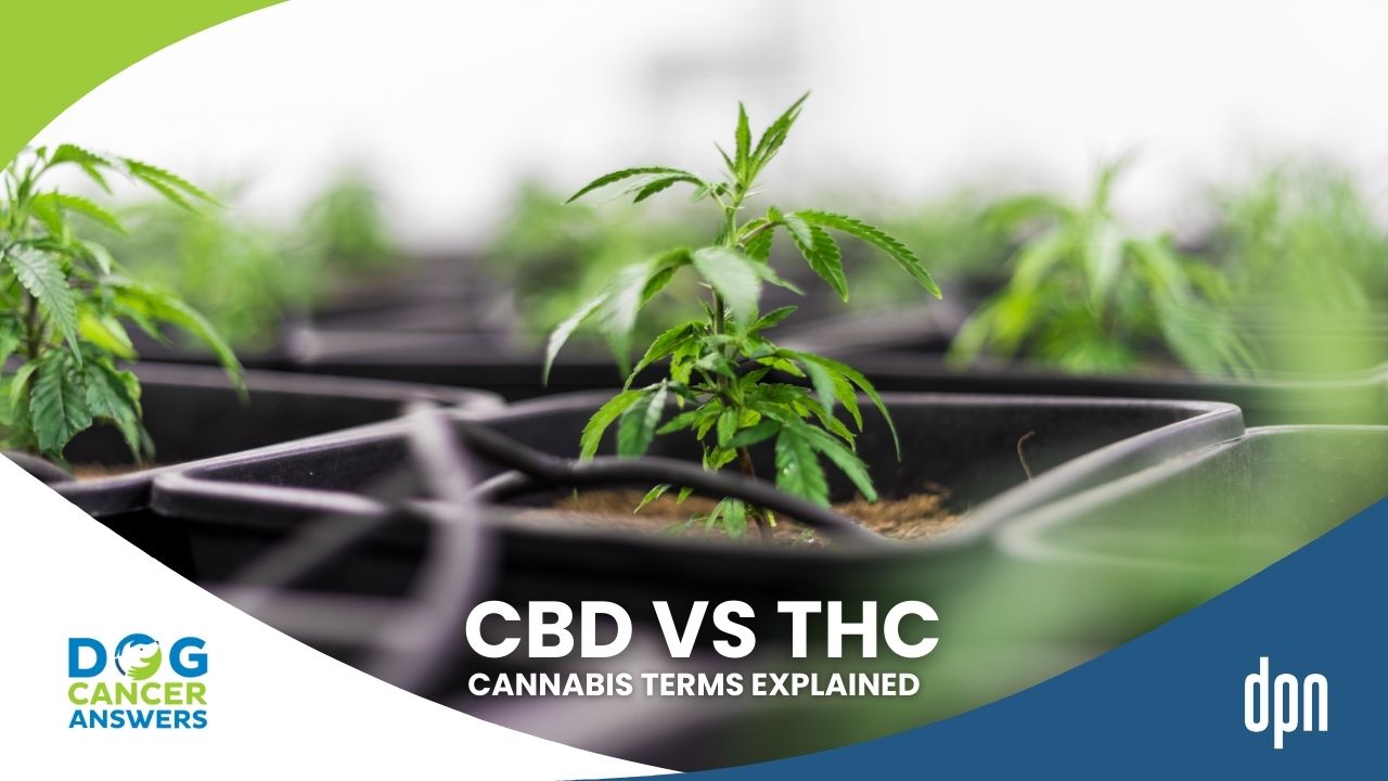 What Is CBD vs. THC vs. Cannabis vs. Marijuana Terms Explained! | Kate Basedow - DogCancer.com