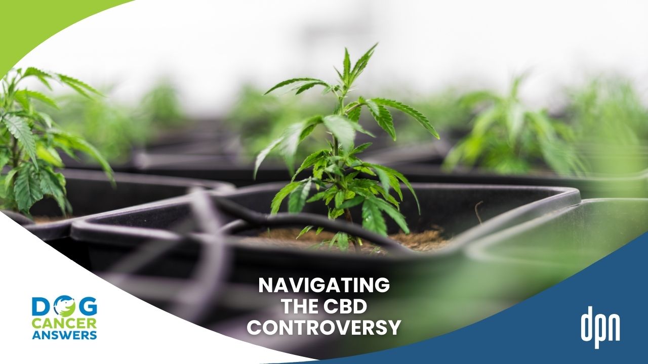 What Does CBD Do for Dogs This Cannabis Researcher Navigates the ...