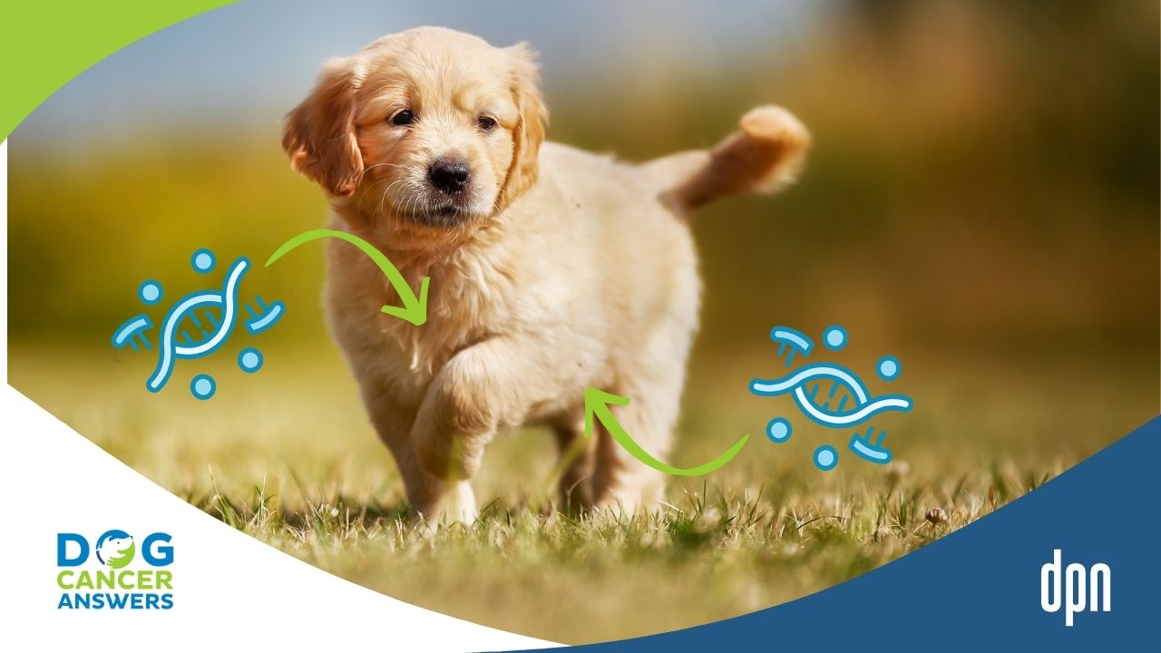 How Some Dogs Get Cancer: How Genetic Mutations Trigger Cancer in Dogs ...