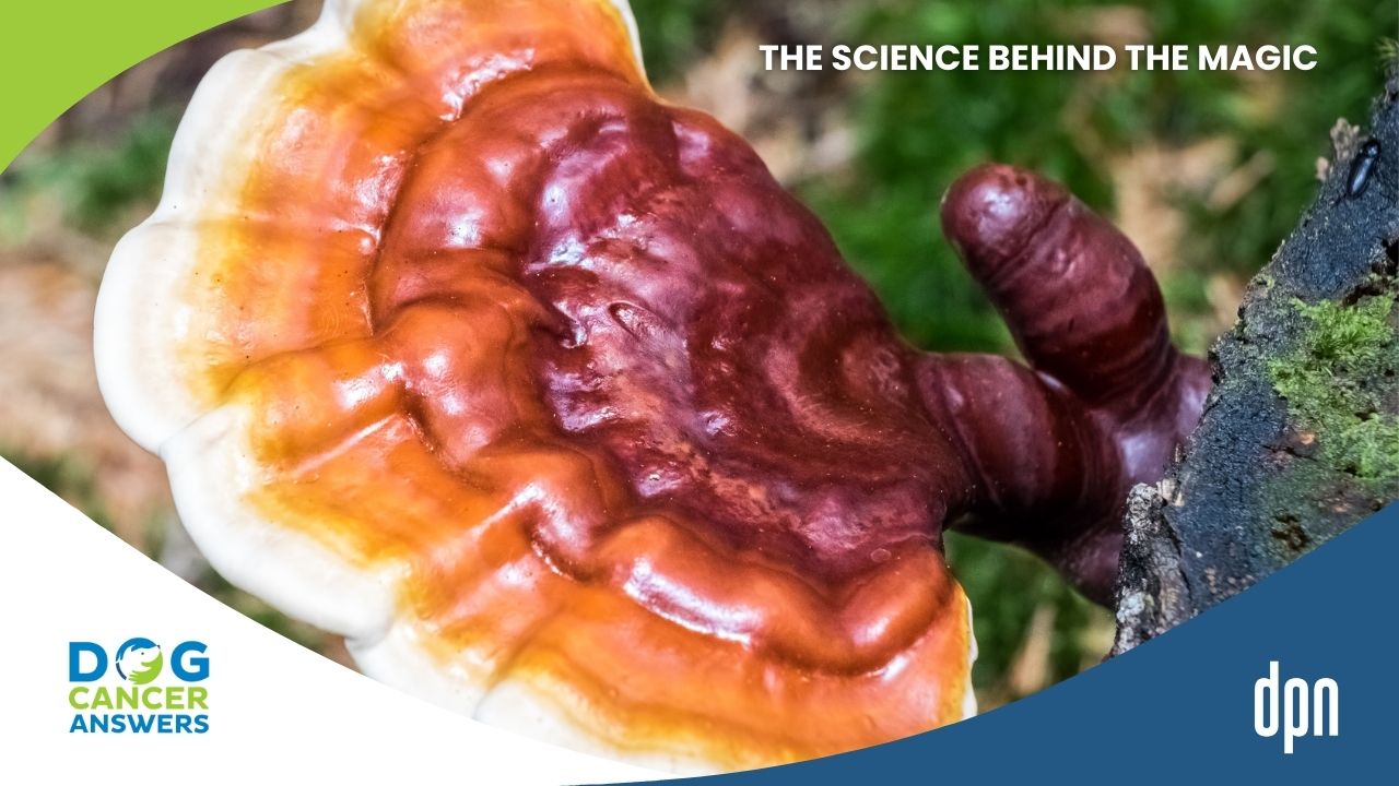 The Science Behind the Magic: Medicinal Mushrooms for Dogs | Dr. Robert ...