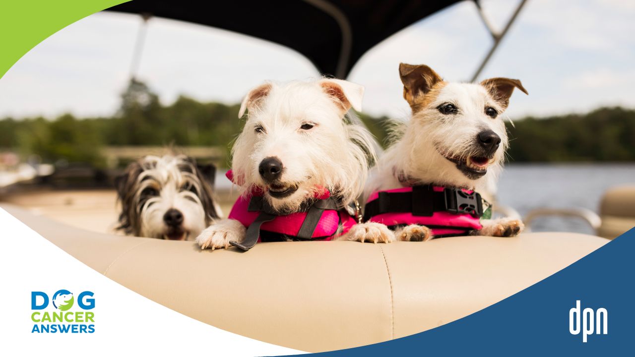 Help Cure Cancer in Dogs: Darwin’s Ark Cancer Project | Dr. Michelle ...
